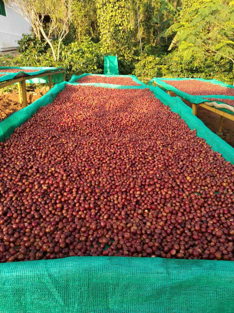 kafeido roasters | roast, grind, brew